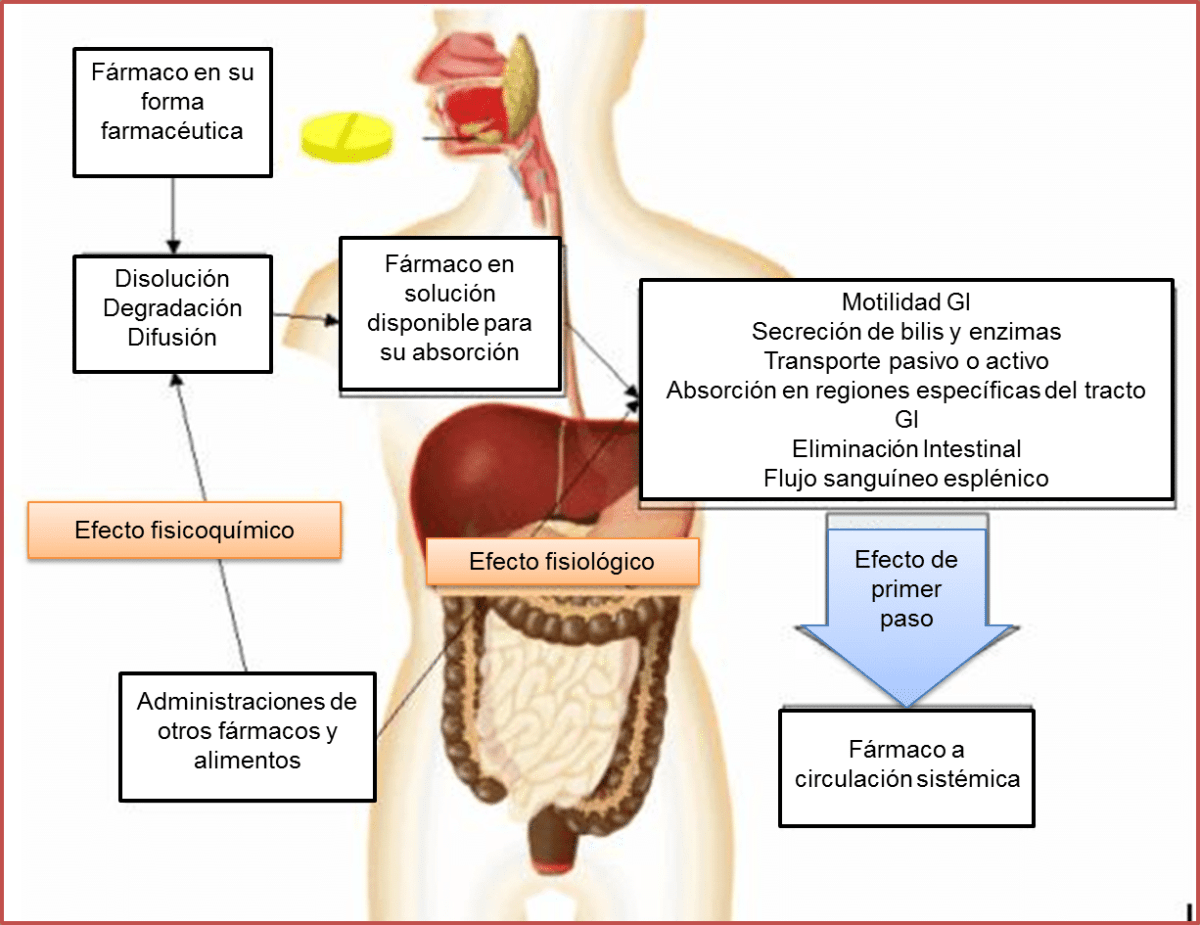 Cimetidina: Para qué sirve, nombre comercial, farmacocinética y más