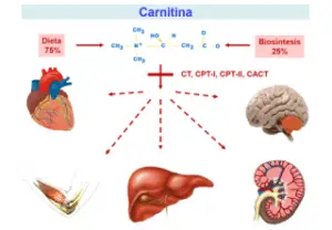 Levocarnitina: Qué es, para qué sirve, nombre comercial y más