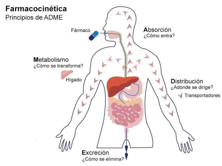 Cefoxitina: Para qué sirve, nombre comercial, indicaciones y más