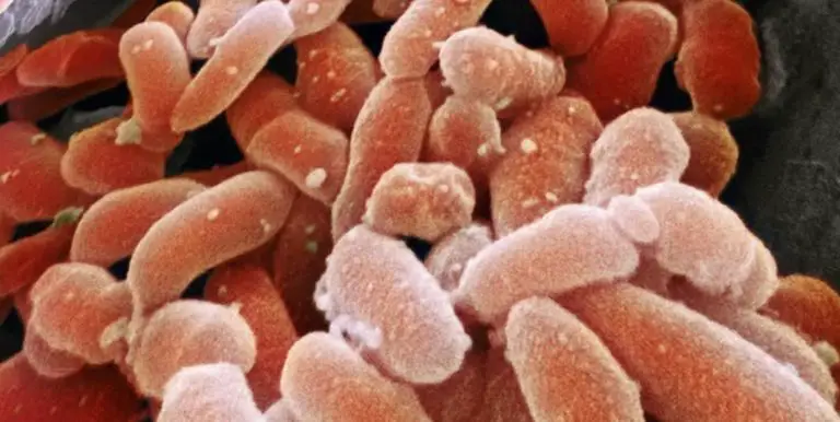 Kanamicina: para qué sirve, nombre comercial, farmacocinética y más