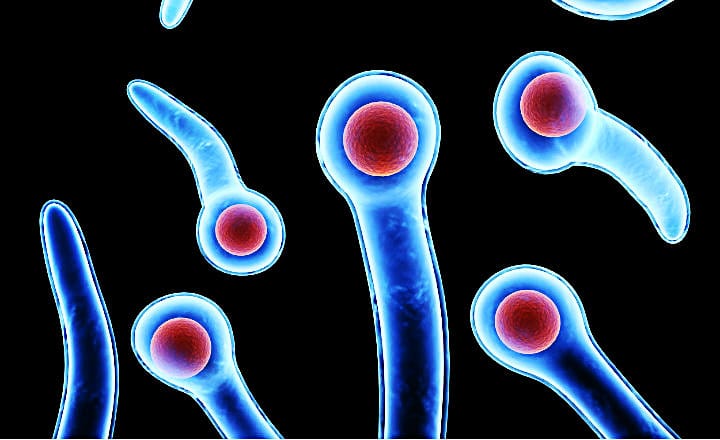 Toxoide tetánico: Qué es, para qué sirve, nombre comercial y más