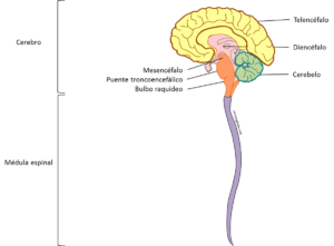 ¿Conoces el medicamento llamado trihexifenidilo? Descúbrelo aquí